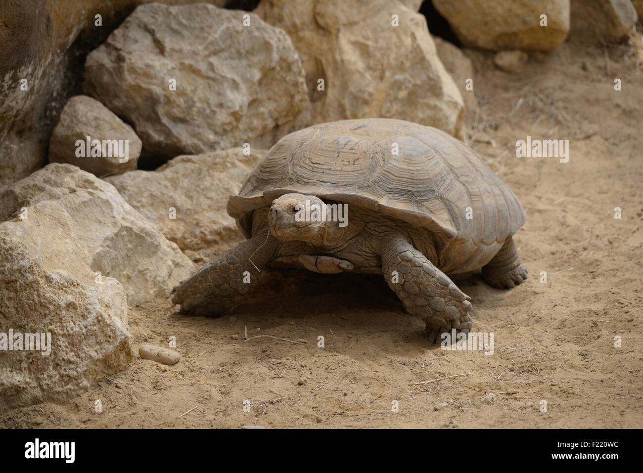 African spurred tortoise Stock Photo - Alamy