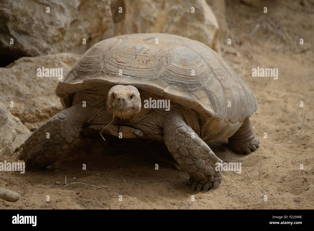 African spurred tortoise Stock Photo - Alamy