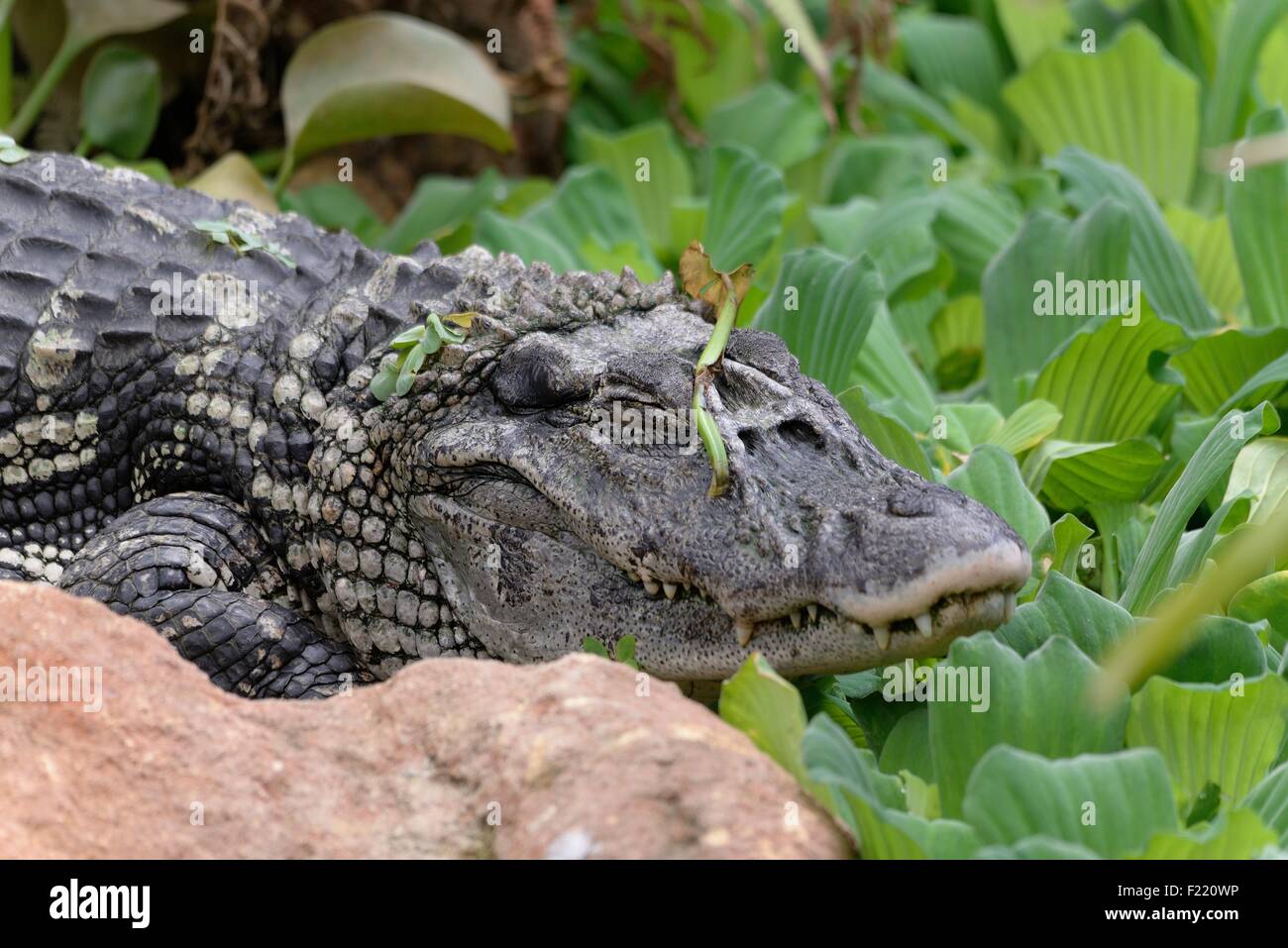 Black caiman hi-res stock photography and images - Alamy