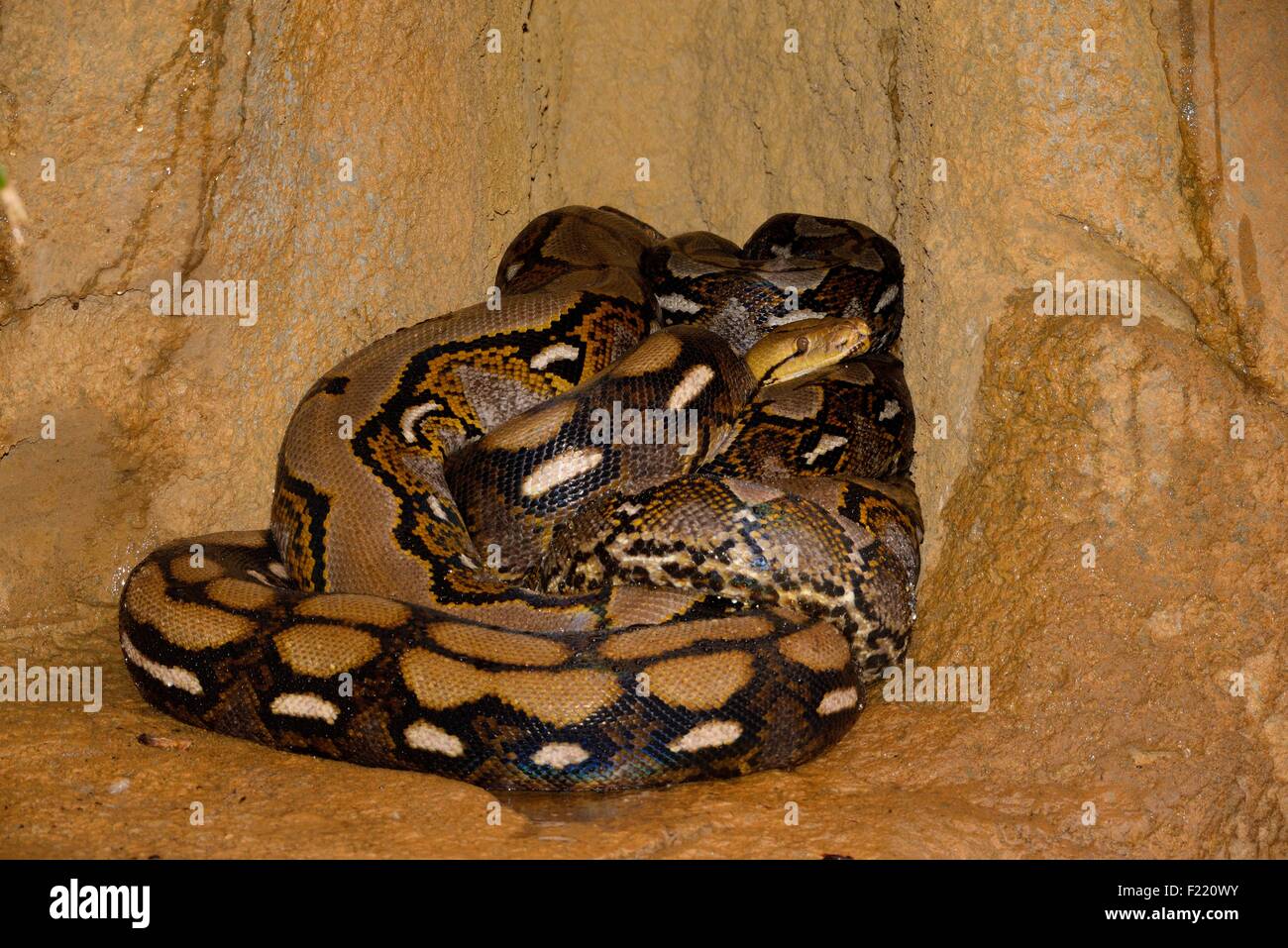 Python bivittatus hi-res stock photography and images - Alamy