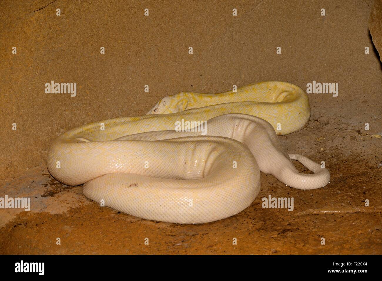 Albinos Burmese python Stock Photo - Alamy