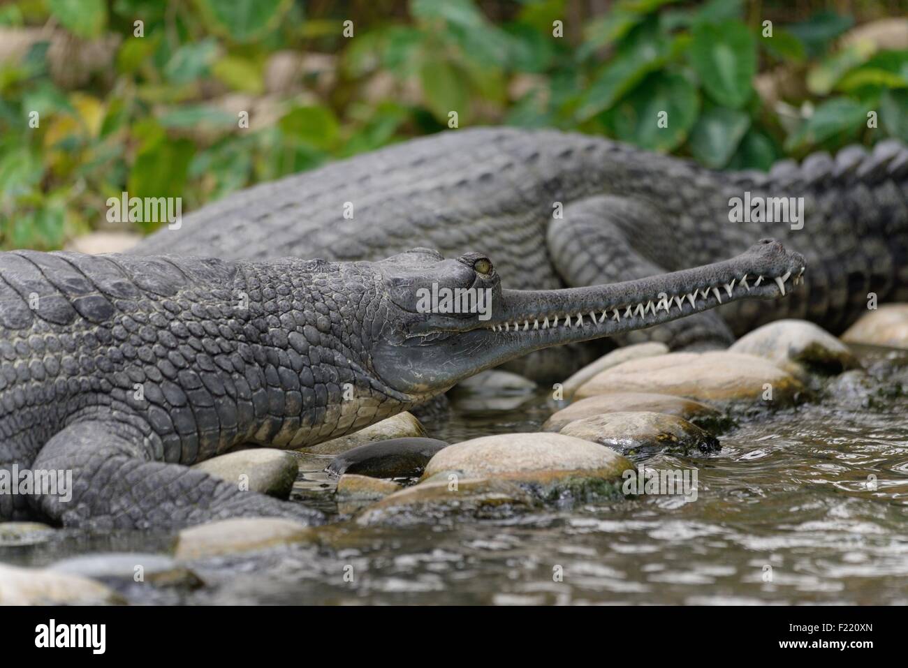 Gavial hi-res stock photography and images - Alamy