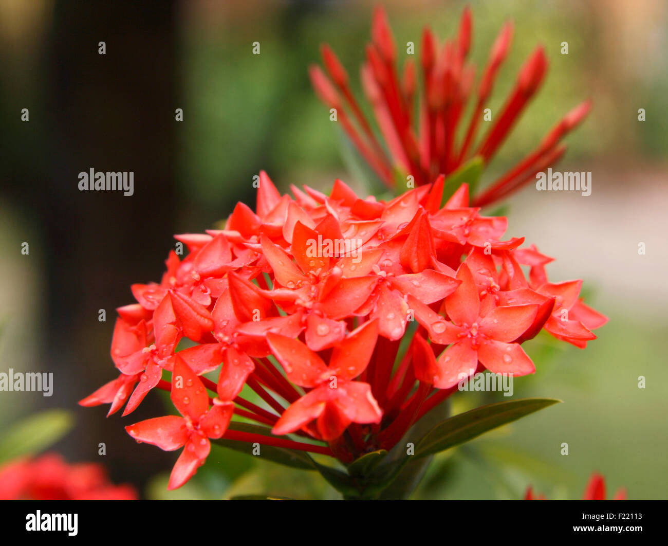 Ixora tropical flower hi-res stock photography and images - Alamy