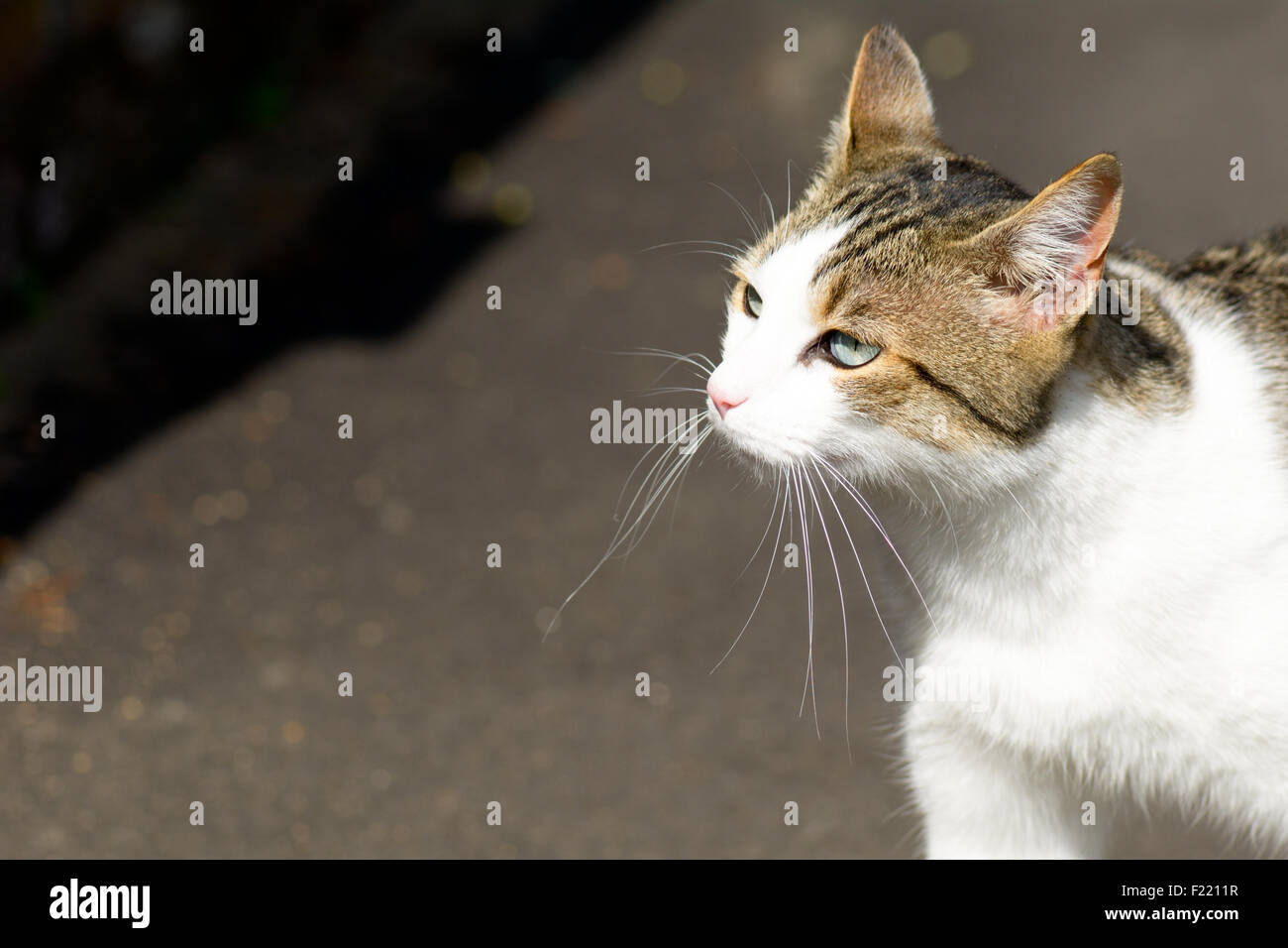 Tabby cat enjoying sun hi-res stock photography and images - Alamy