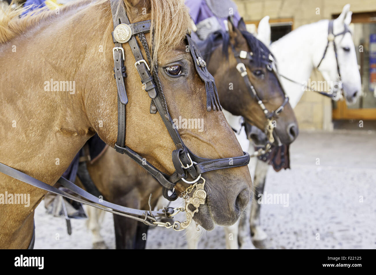 Head medieval horse, trained aniumal detail, mammal Stock Photo - Alamy