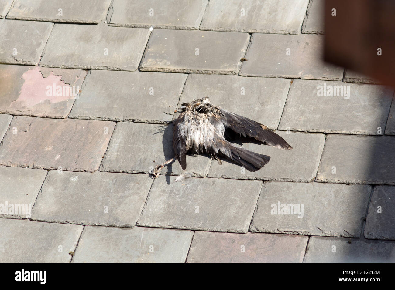 Dead pigeon bird hi-res stock photography and images - Alamy