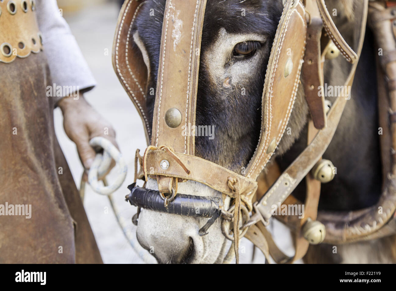 Donkey head, detail mammal animal farm Stock Photo - Alamy