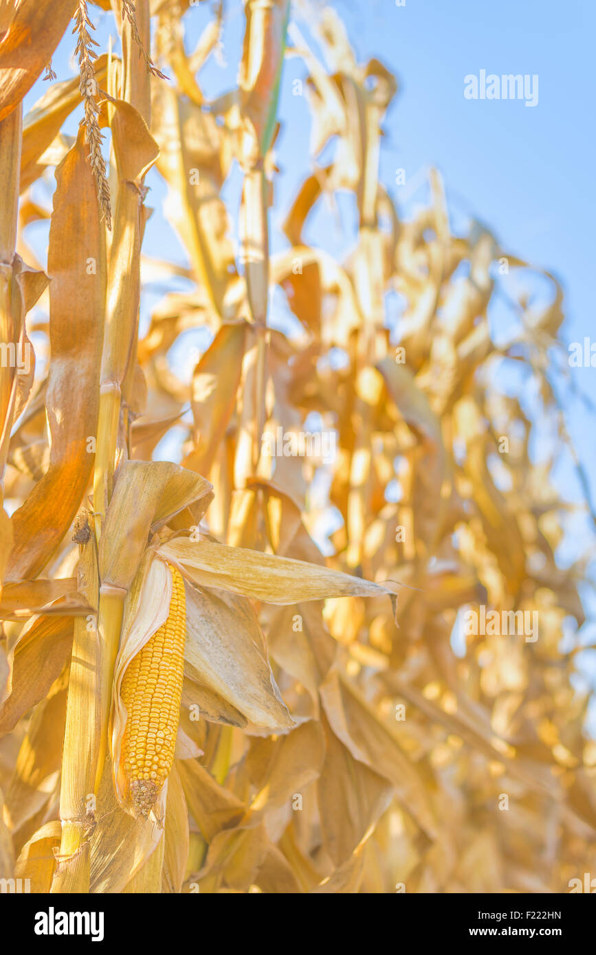 Mature maize cob on a stalk in harvest ready corn field, close up with ...