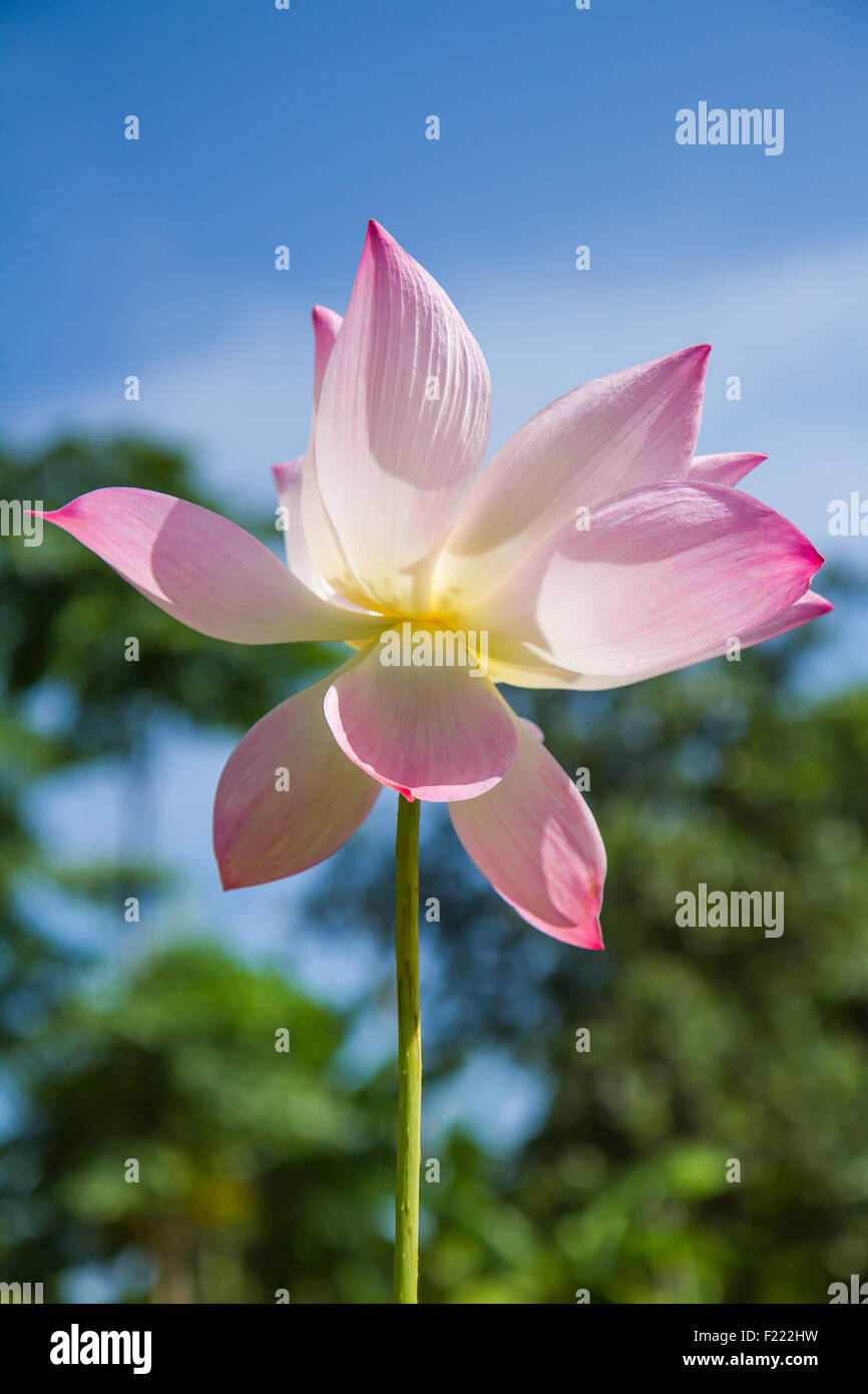 Lotus stalk hi-res stock photography and images - Alamy