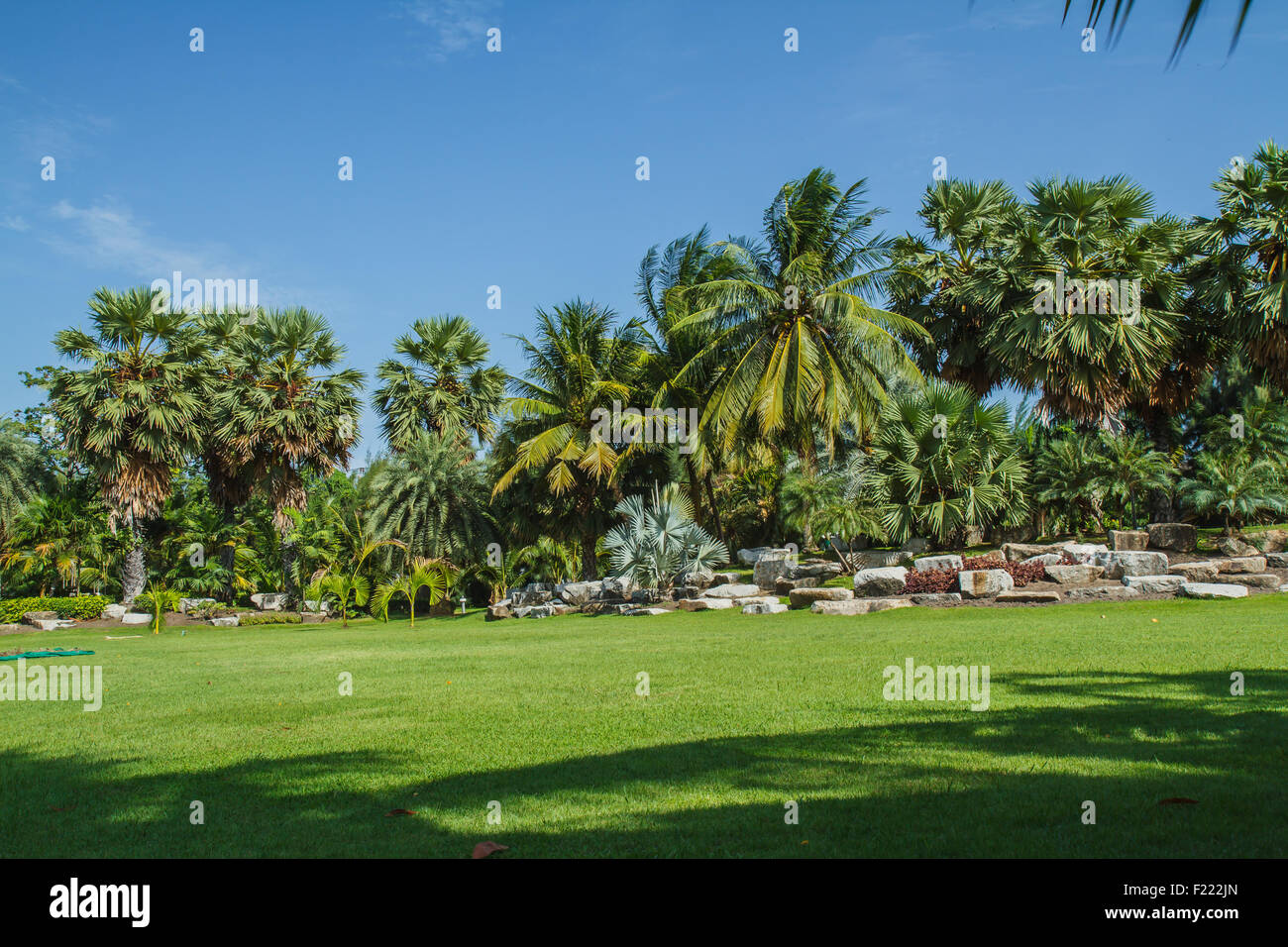 Three palm in garden Stock Photo - Alamy