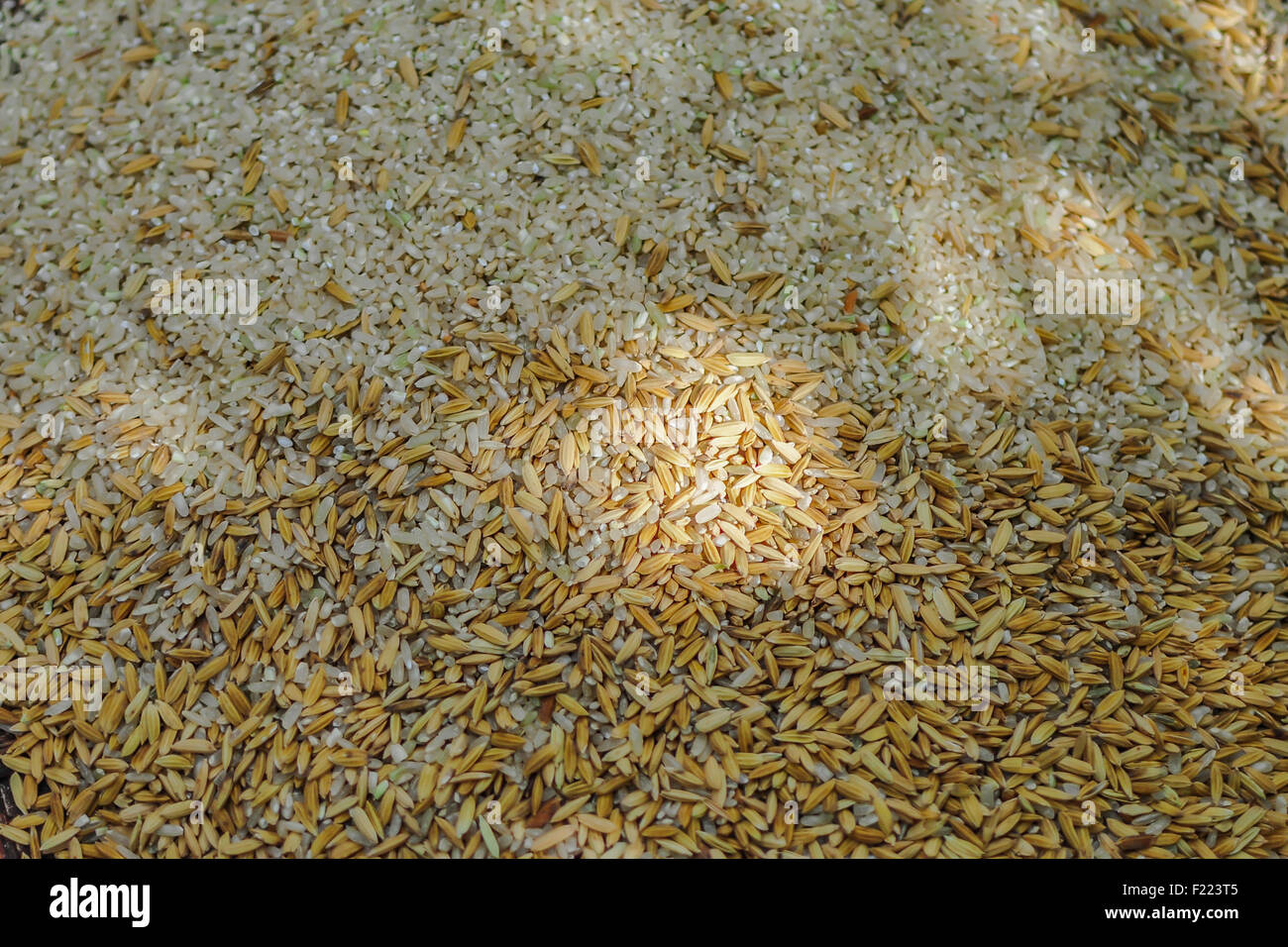 rice seeds processed into flour Stock Photo - Alamy
