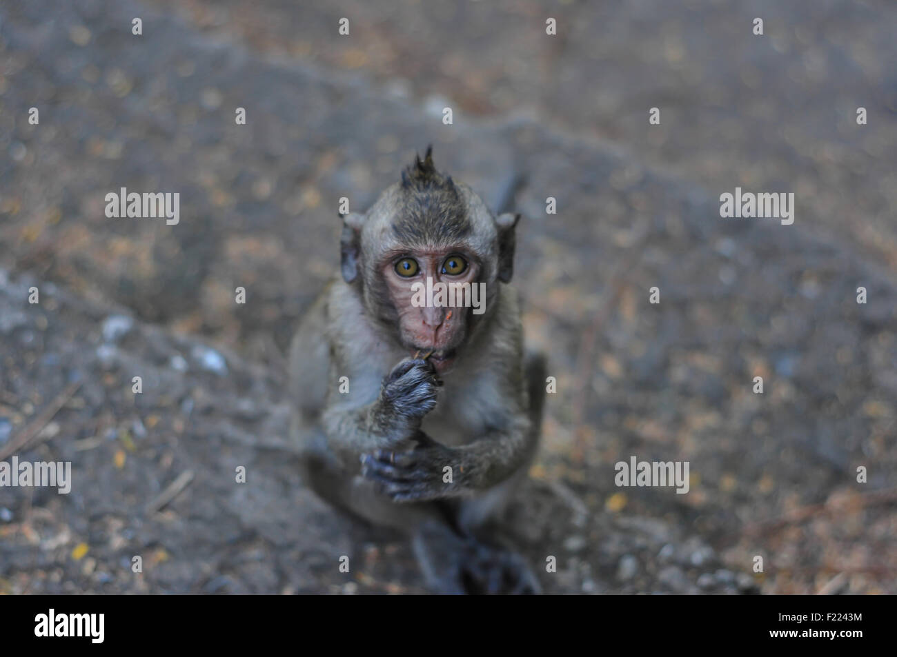 Monkey looking camera hi-res stock photography and images - Alamy