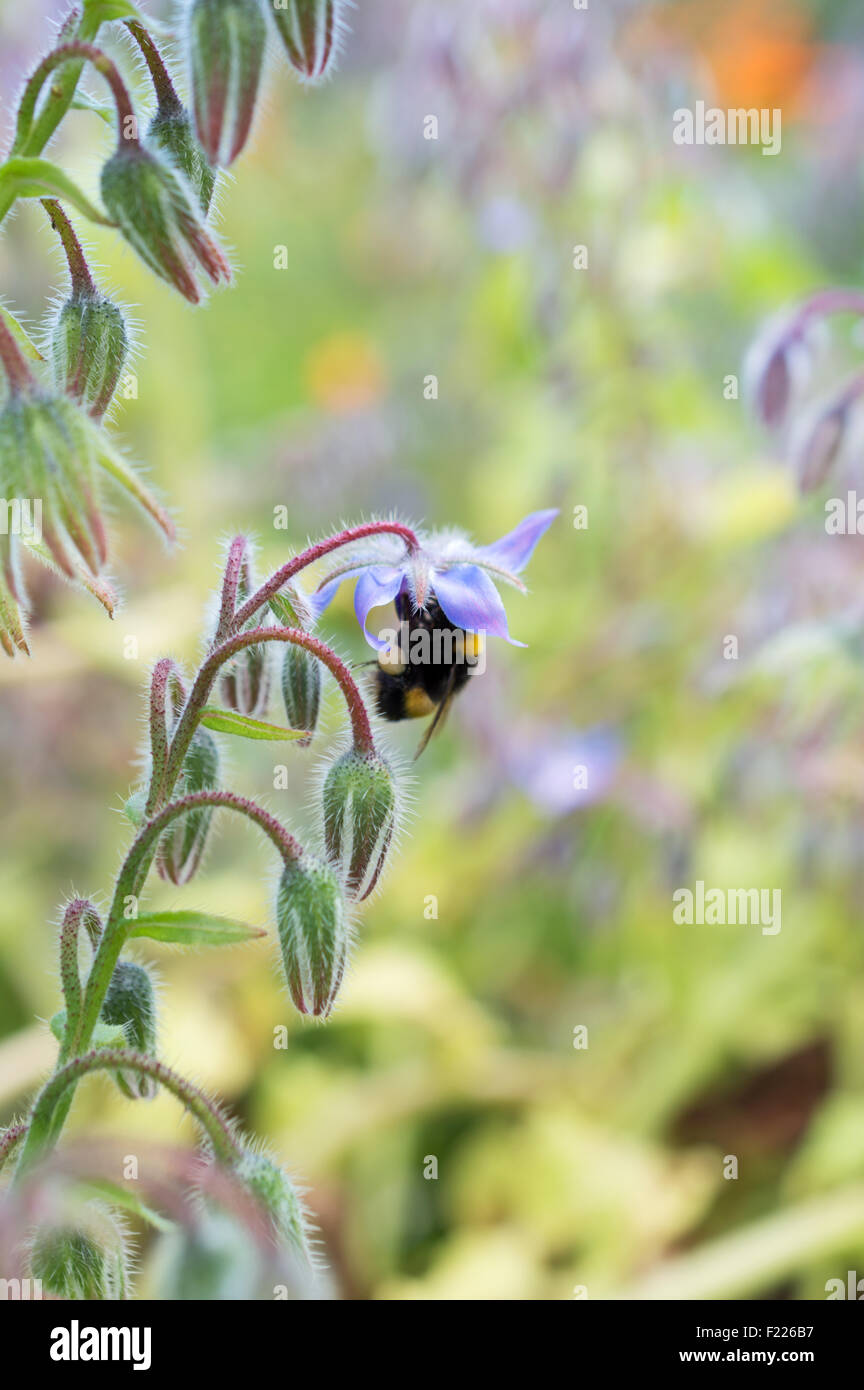 Pollen baskets hi-res stock photography and images - Alamy