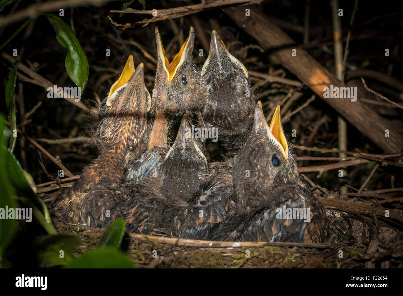 Baby blackbirds hi-res stock photography and images - Alamy