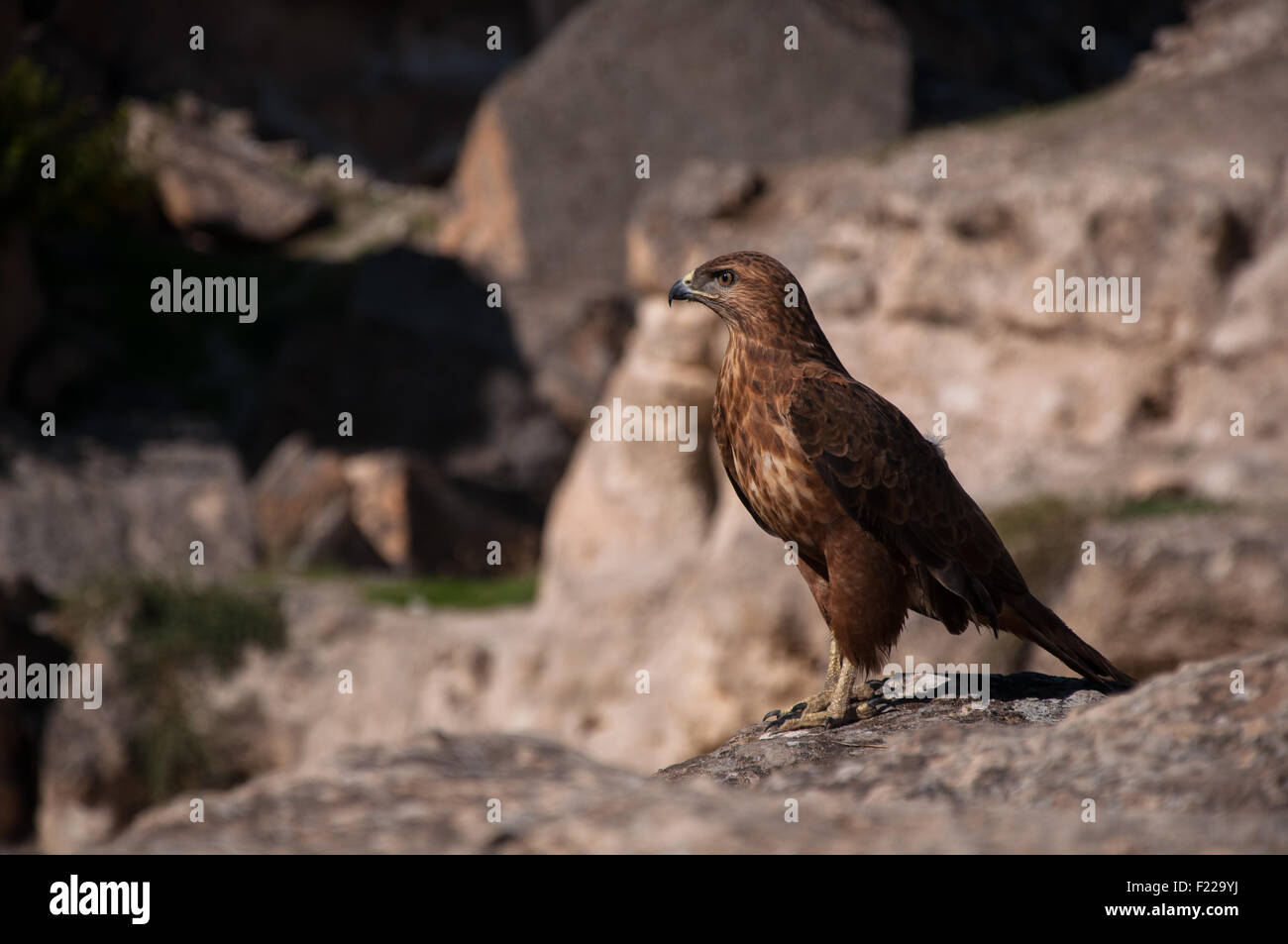 Desert hawk hi-res stock photography and images - Alamy
