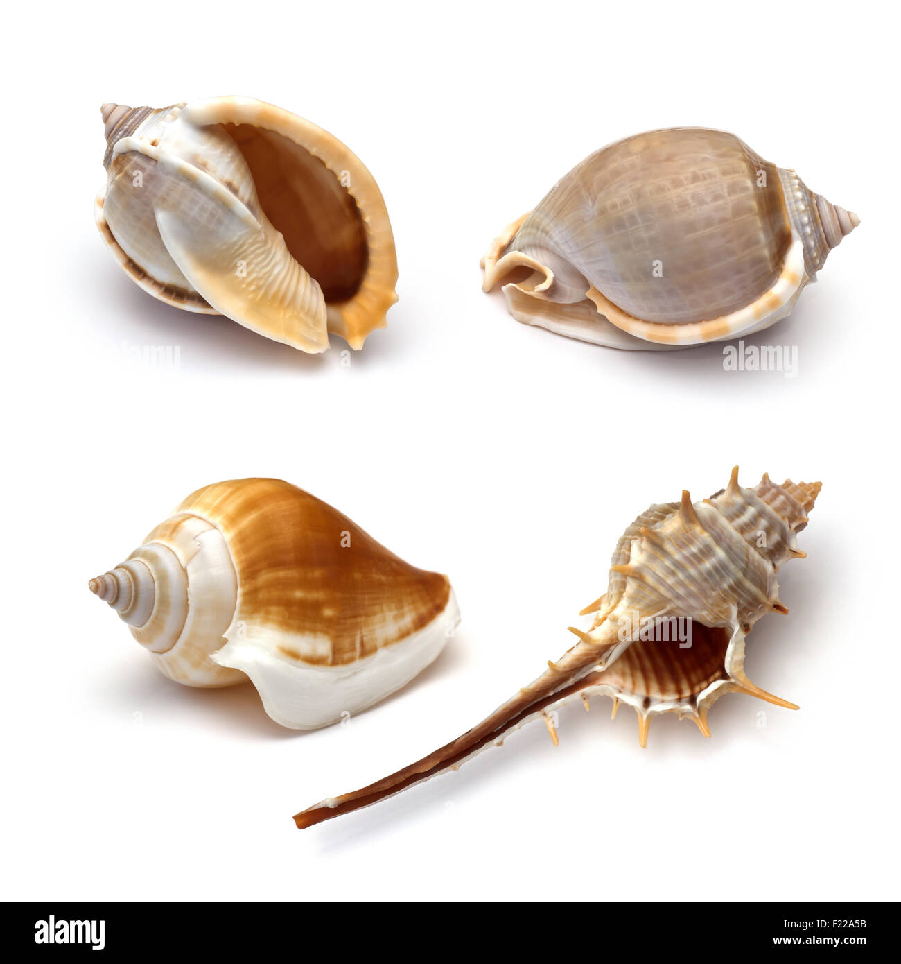 Sea shell on white background Stock Photo - Alamy