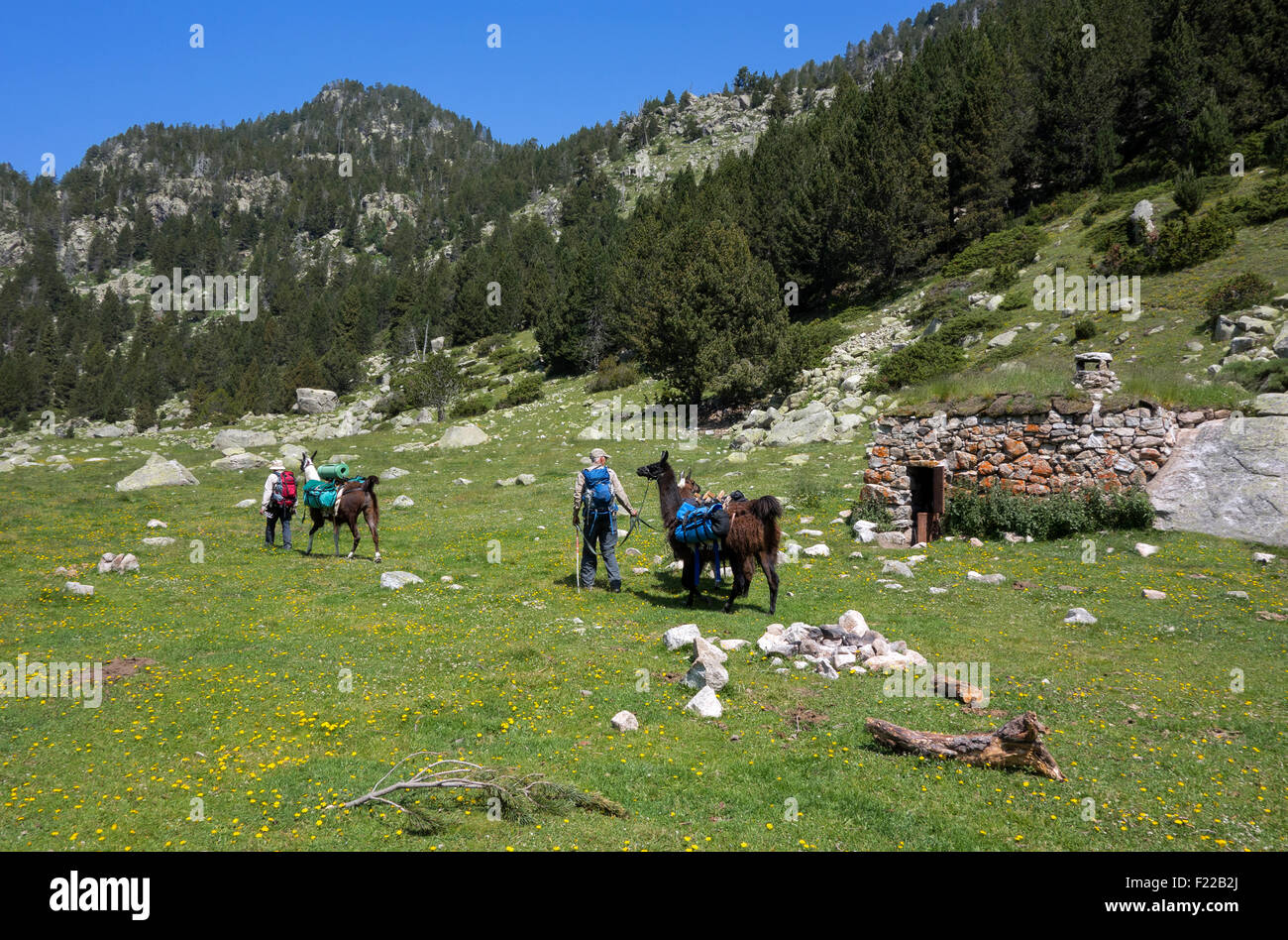 Trekking with llamas. Pyrenees. Catalunya. Spain Stock Photo - Alamy