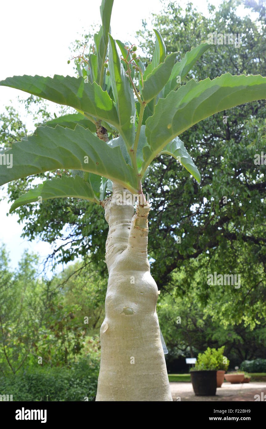 Nature, Plant - a wild grape tree Stock Photo - Alamy