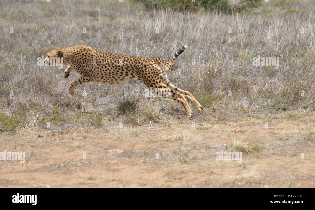 Nature, Animals - Cheetah, in an attack mode Stock Photo - Alamy