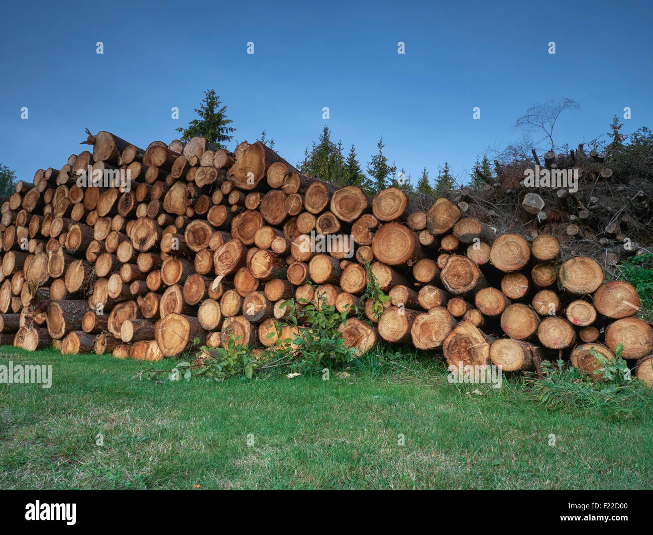 Timber Felling High Resolution Stock Photography and Images - Alamy