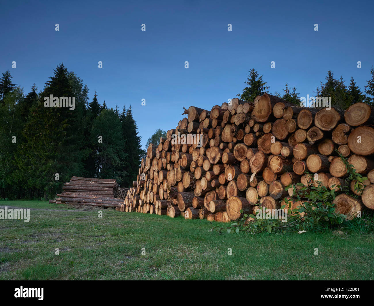 timber piled up after felling Stock Photo - Alamy