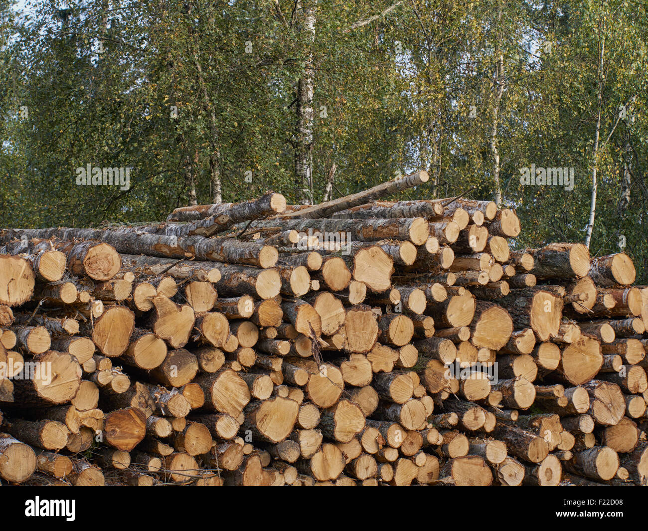 timber piled up after felling Stock Photo - Alamy