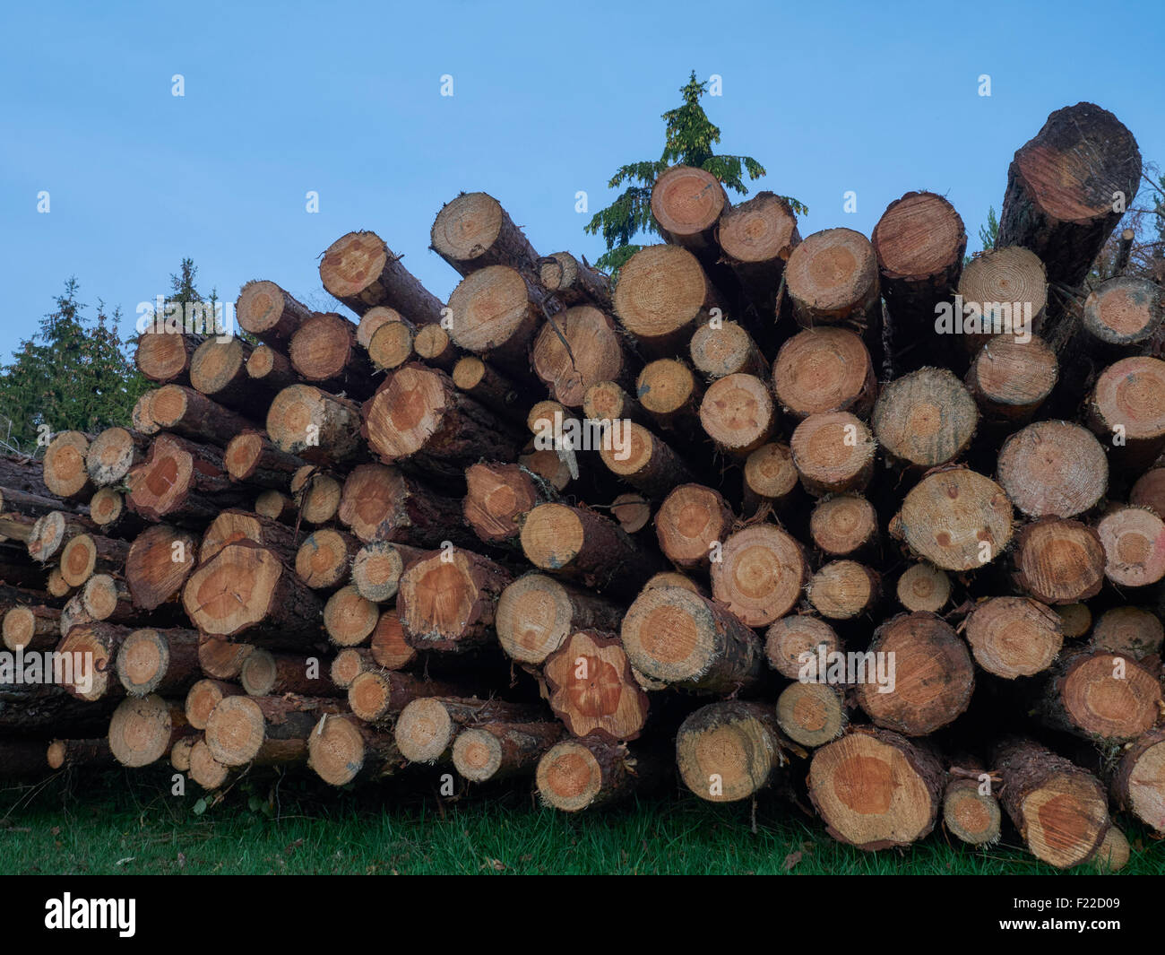 Timber felling hi-res stock photography and images - Alamy