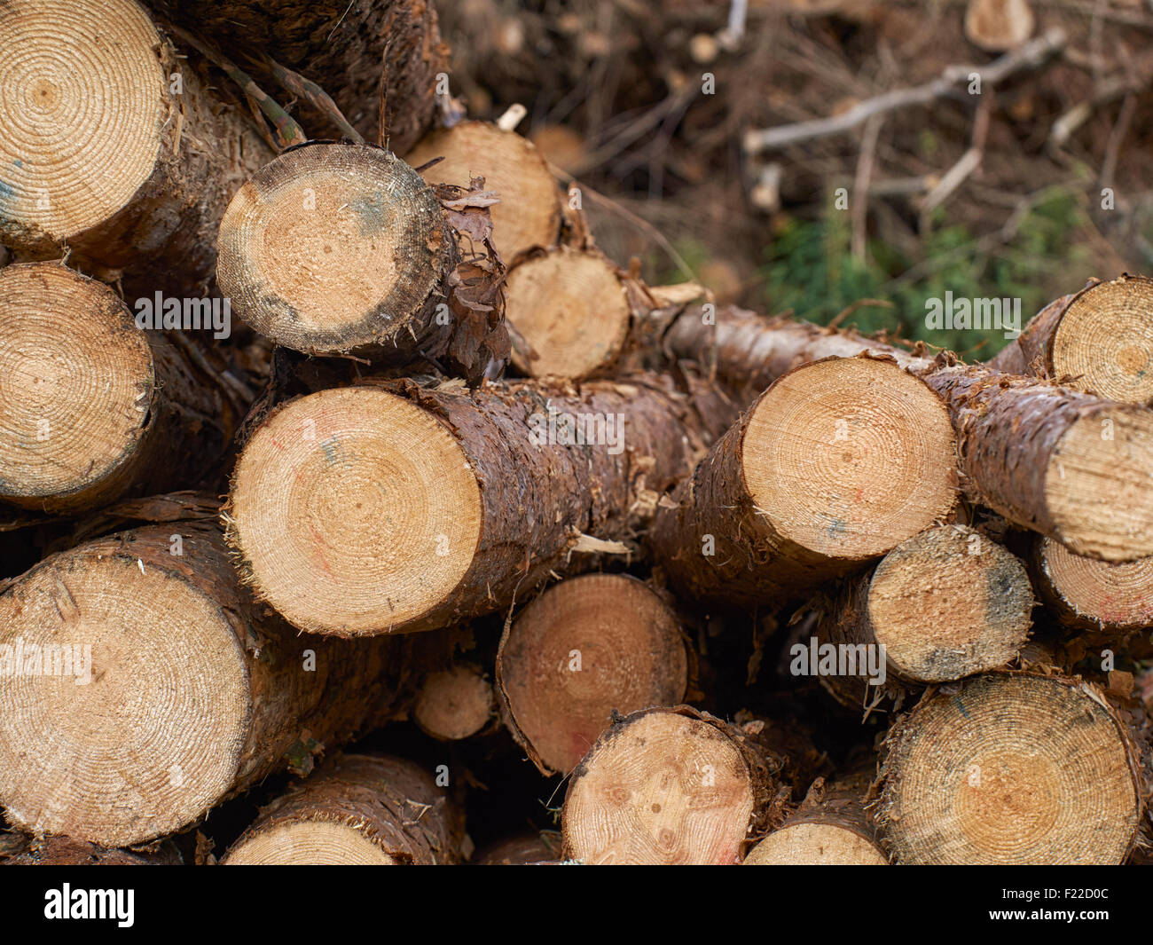 Timber felling hi-res stock photography and images - Alamy