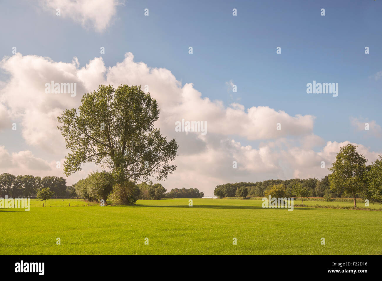 Dutch green landscape background on a sunny day in summer Stock Photo ...