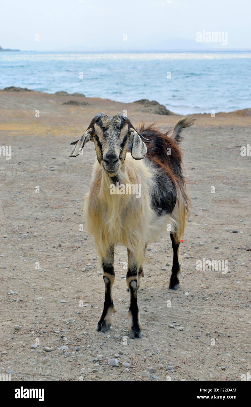 The goat stands on the seashore Stock Photo - Alamy