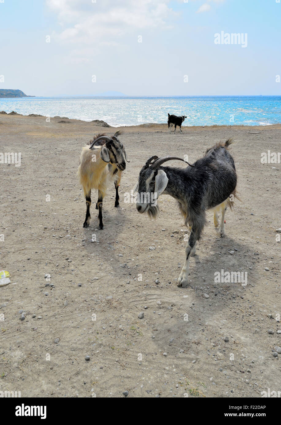 The goat stands on the seashore Stock Photo - Alamy