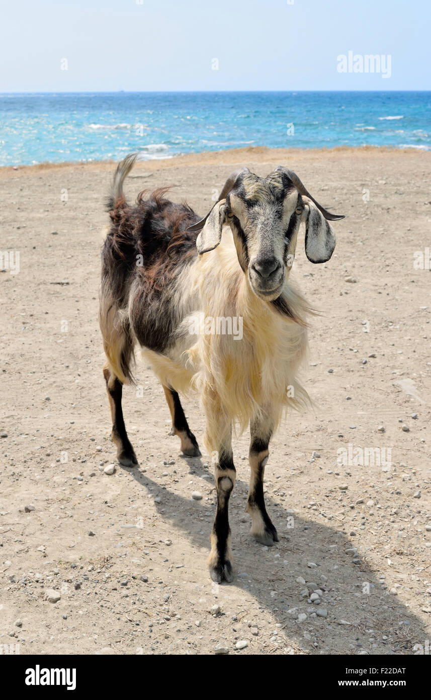 The goat stands on the seashore Stock Photo - Alamy
