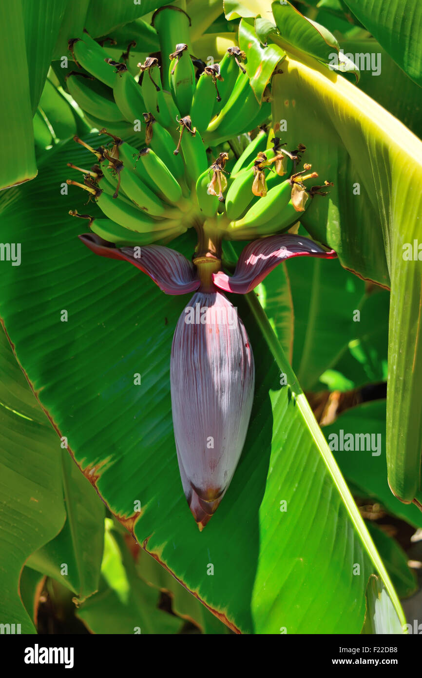 Banana plant ripening fruit hi-res stock photography and images - Alamy