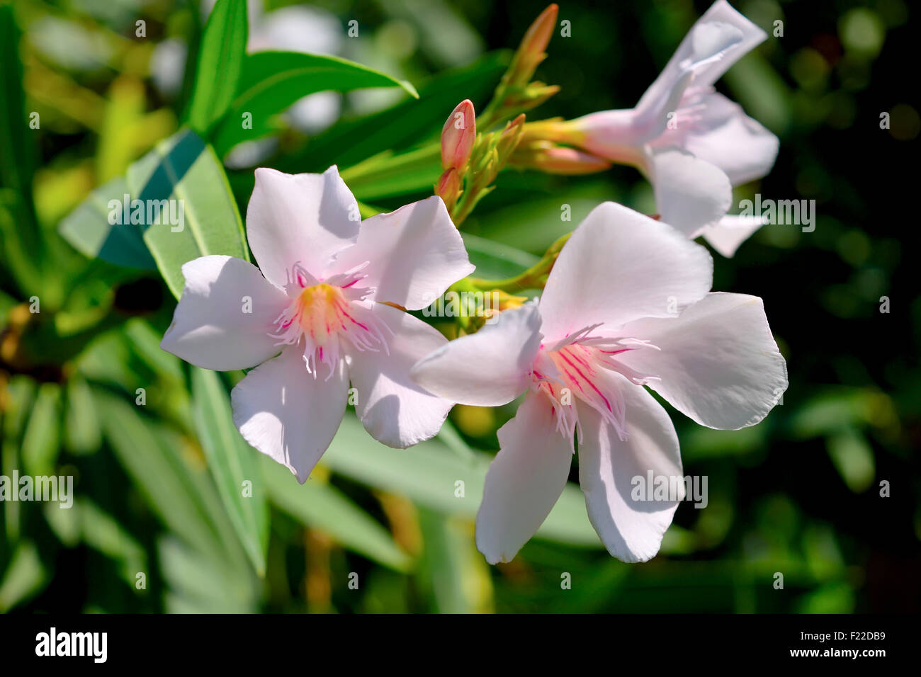 Fresh bor hi-res stock photography and images - Alamy