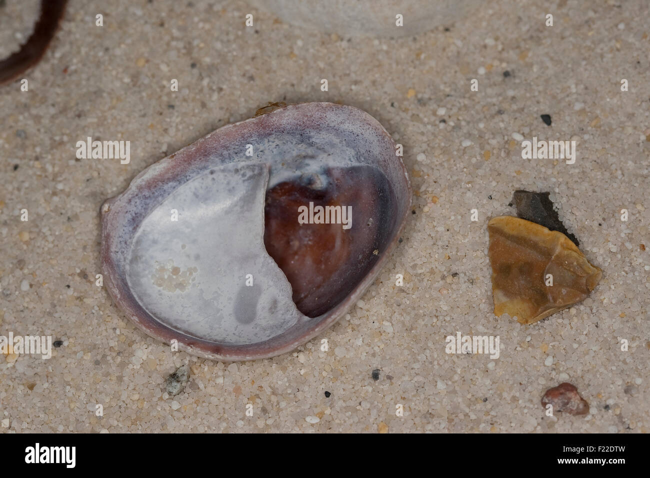 Slipper limpet, slippersnail, Pantoffelschnecke, Pantoffel-Schnecke ...