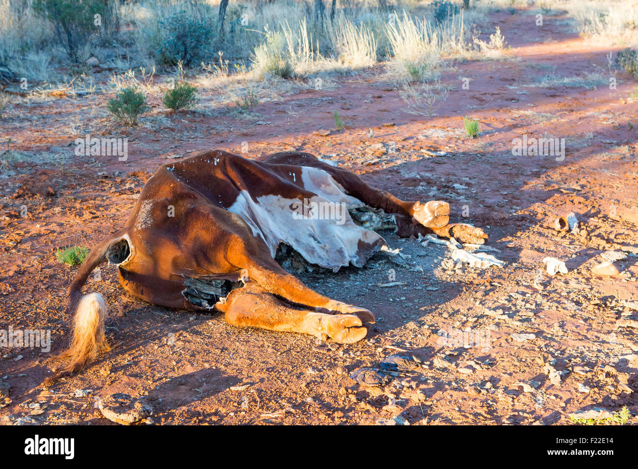 A cow succumbs to the Australian Outback heat near Gemtree in the ...