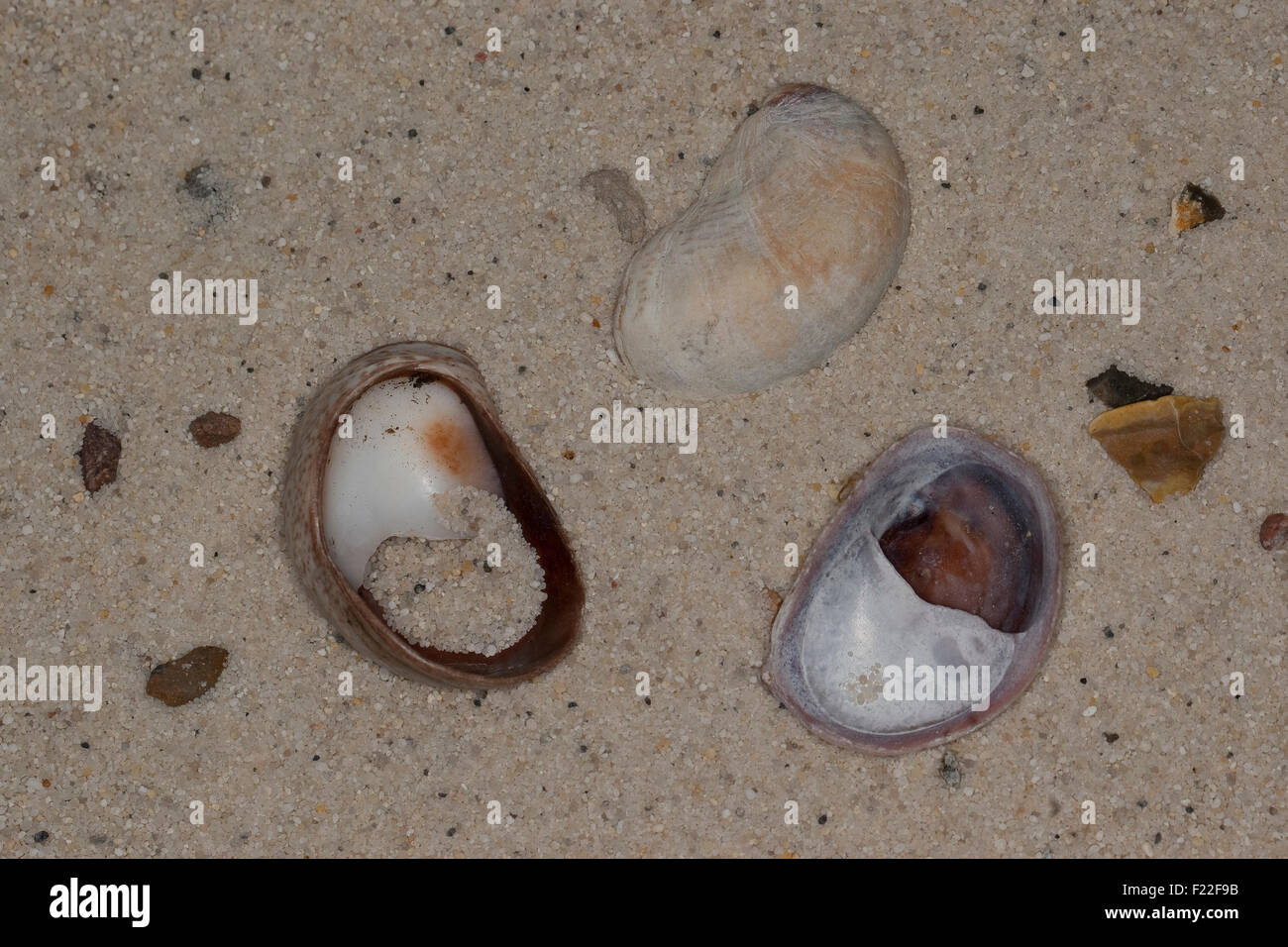 Slipper limpet, slippersnail, Pantoffelschnecke, Pantoffel-Schnecke ...