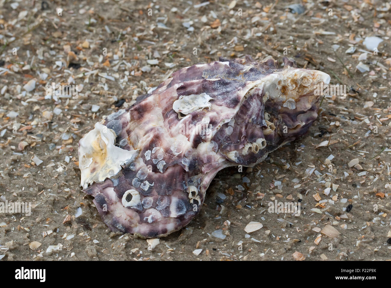 Pazifische arten hi-res stock photography and images - Alamy