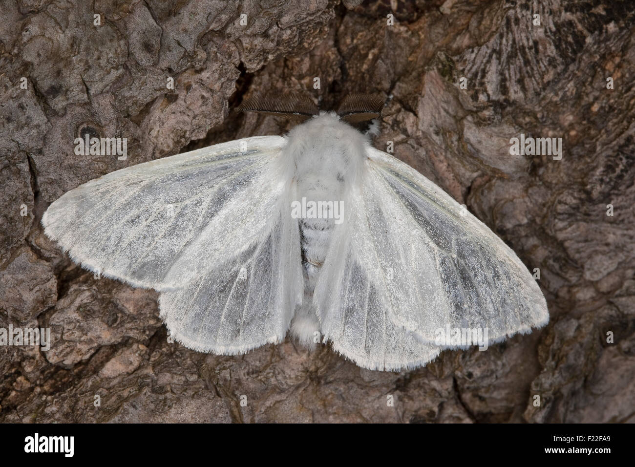 White Silk Moth