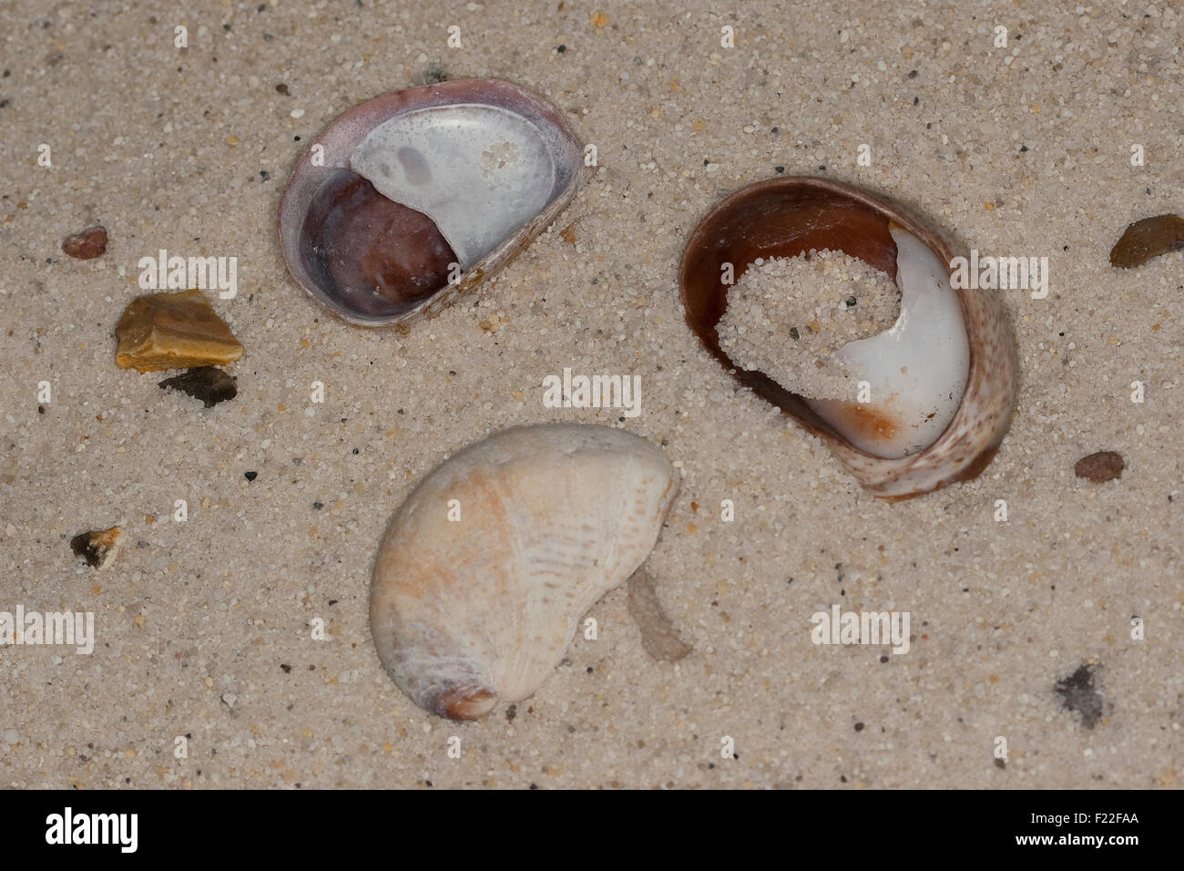 Slipper limpet, slippersnail, Pantoffelschnecke, Pantoffel-Schnecke ...