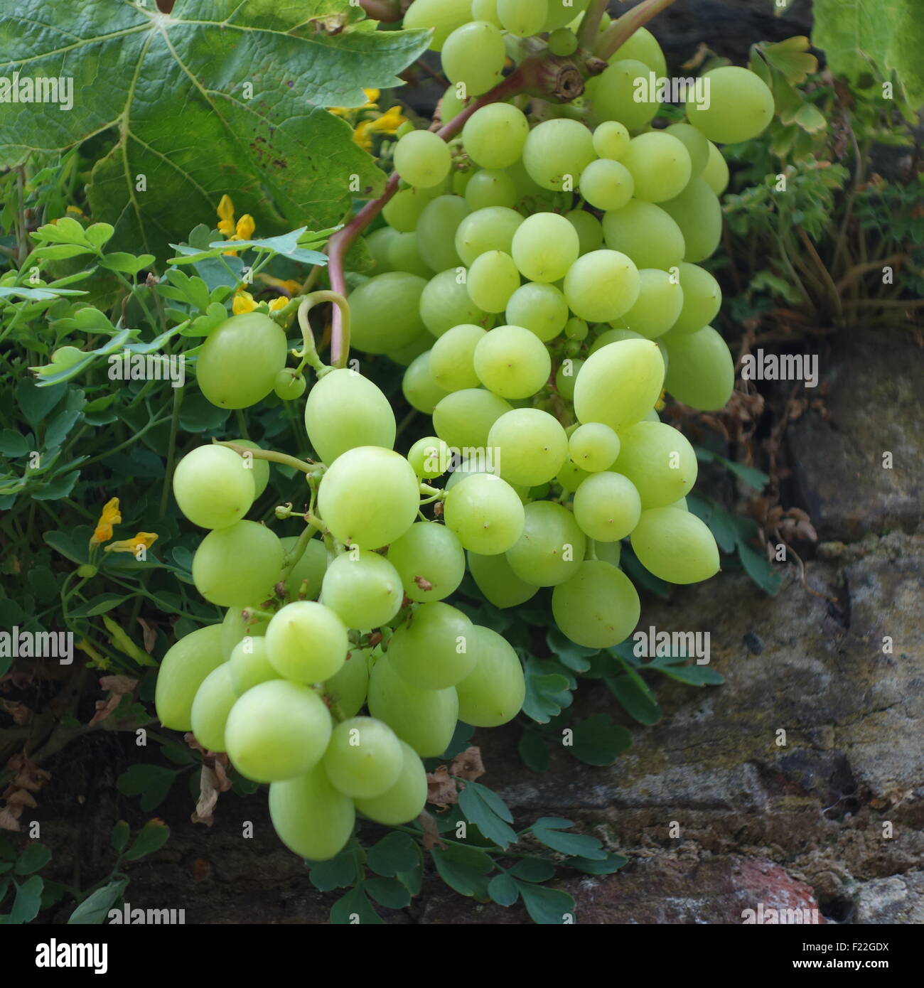 Bunch of Grapes Stock Photo - Alamy