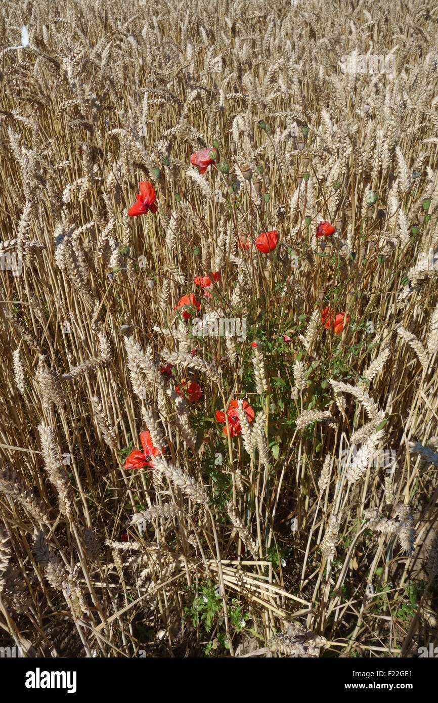 Red Poppies in Field Stock Photo - Alamy
