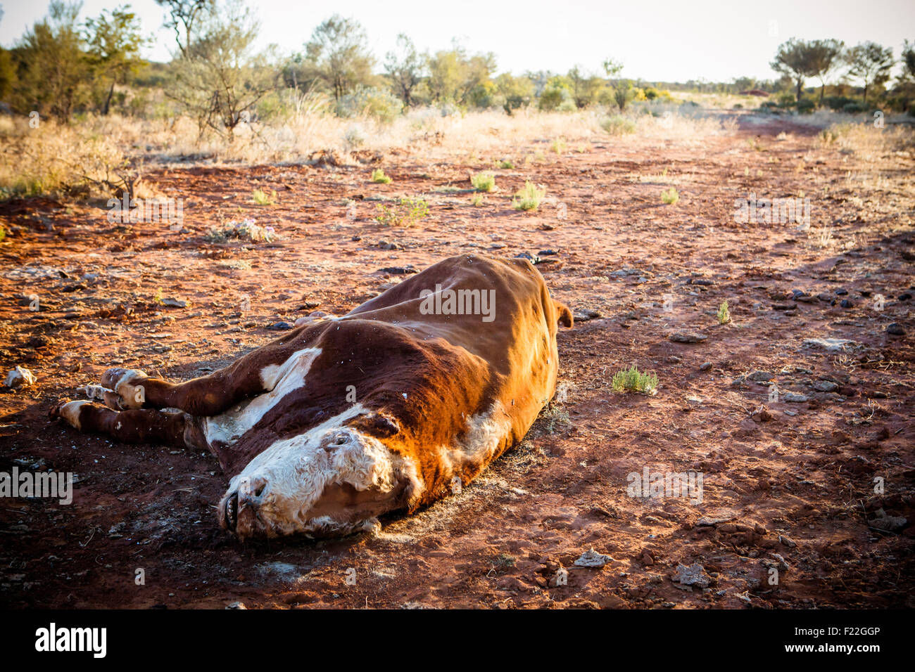 A cow succumbs to the Australian Outback heat near Gemtree in the ...
