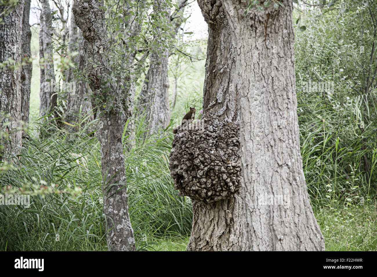 Squirrels climbing up a tree, detail of a wild animal in the wild Stock ...