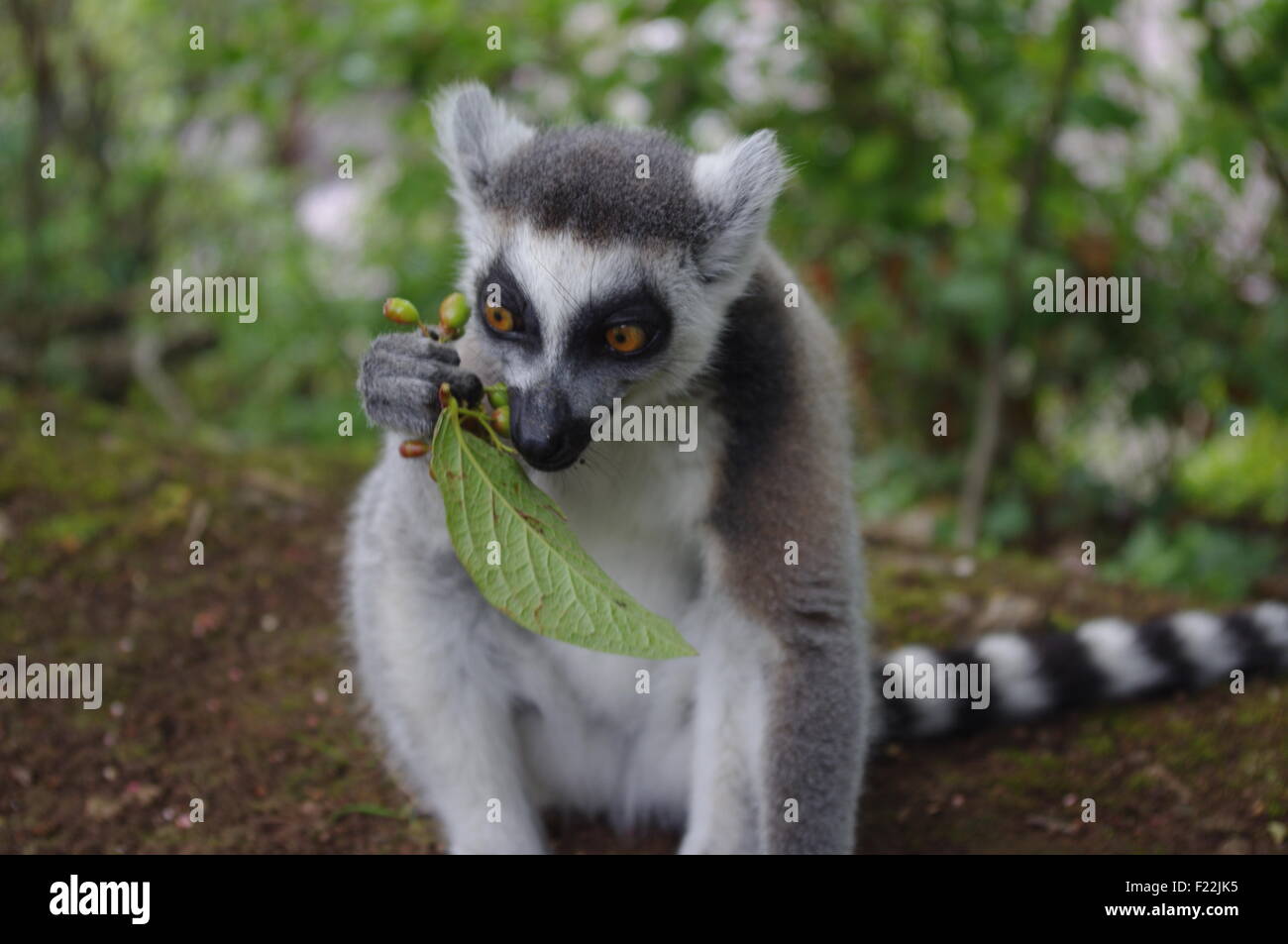 Lemur Eating Lunch Stock Photo - Alamy