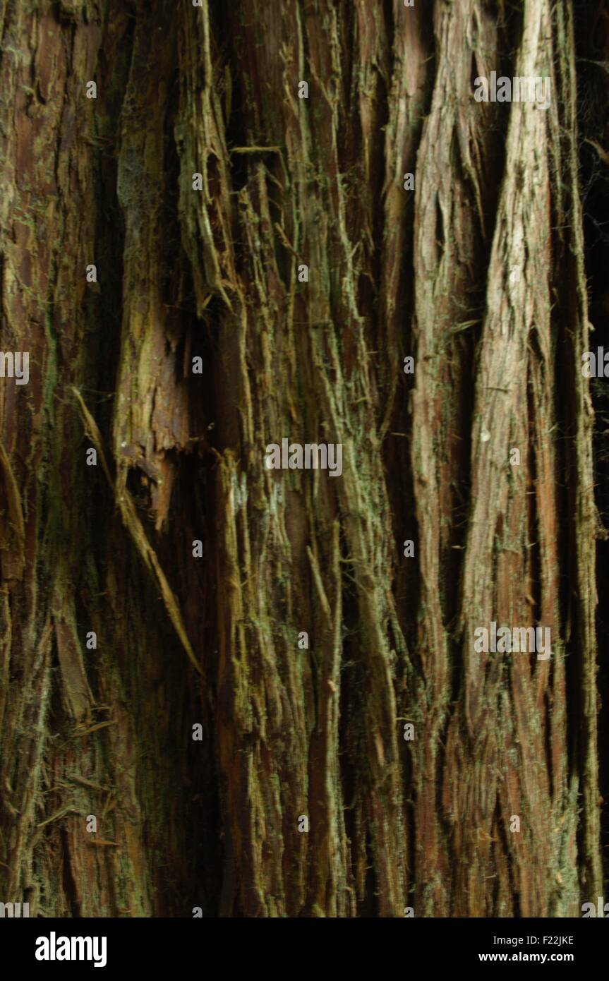 Tree splinters hi-res stock photography and images - Alamy