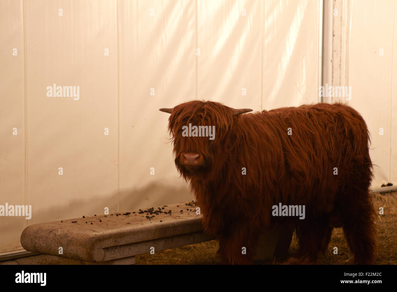 Photo of Scottish breed of beef cattle Stock Photo - Alamy