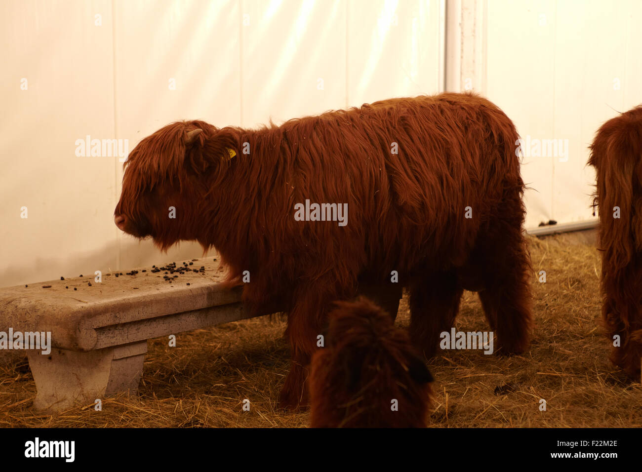 Photo of Scottish breed of beef cattle Stock Photo - Alamy