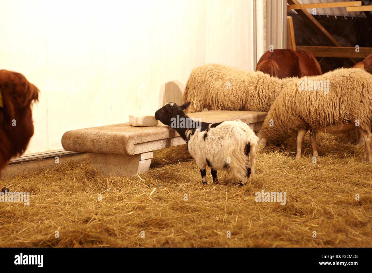 Goat, sheep and pony in the stable farm Stock Photo - Alamy