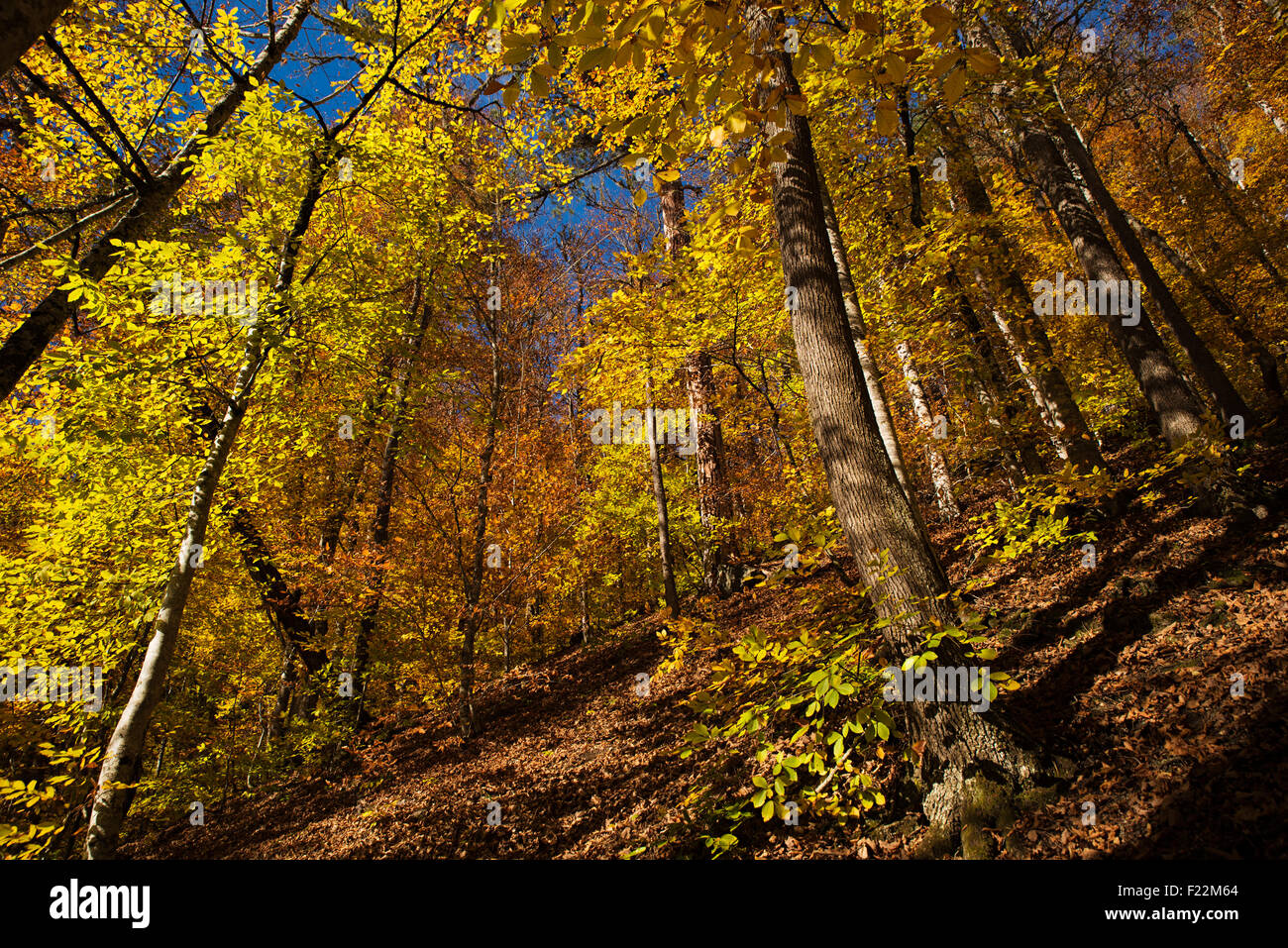 Autumn Trees at The Forest Stock Photo - Alamy